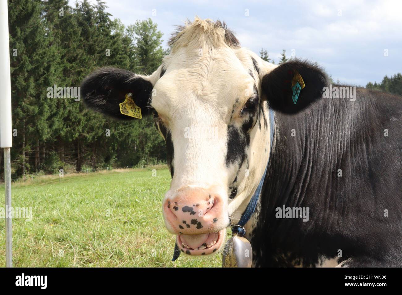 Closeup of the cow face Stock Photo - Alamy