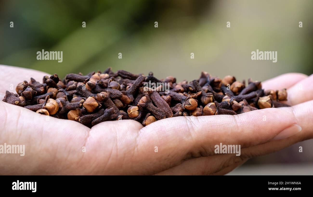 Cloves spice. Some dried cloves, macro close-up in palm of hand Holding ...