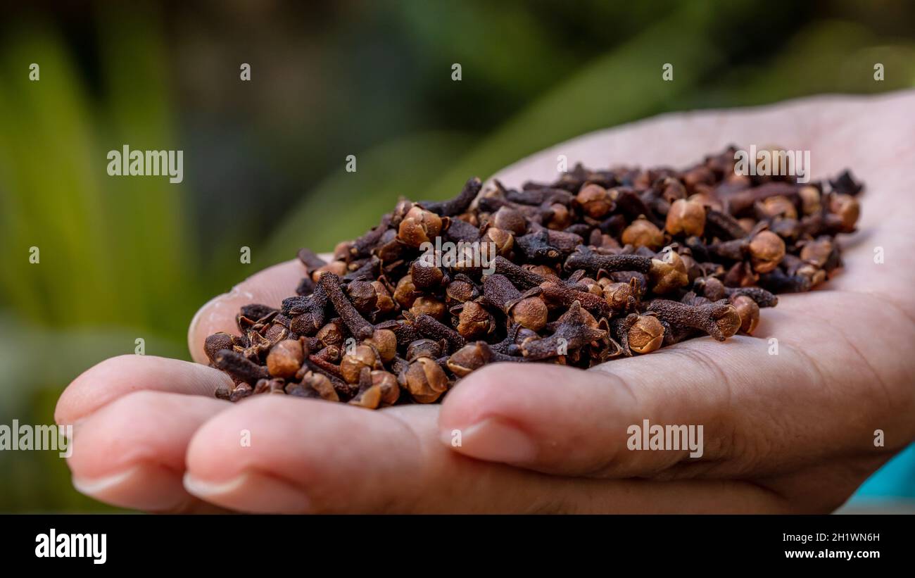 Cloves spice. Some dried cloves, macro close-up in palm of hand Holding ...