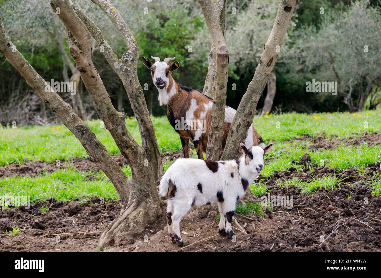 Close up goats eating grass hi-res stock photography and images - Alamy