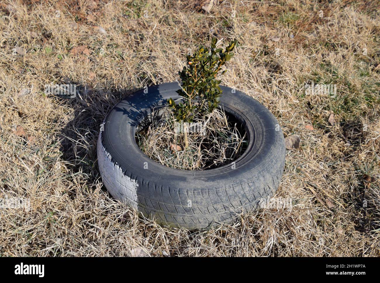 Protect the trees hi-res stock photography and images - Alamy