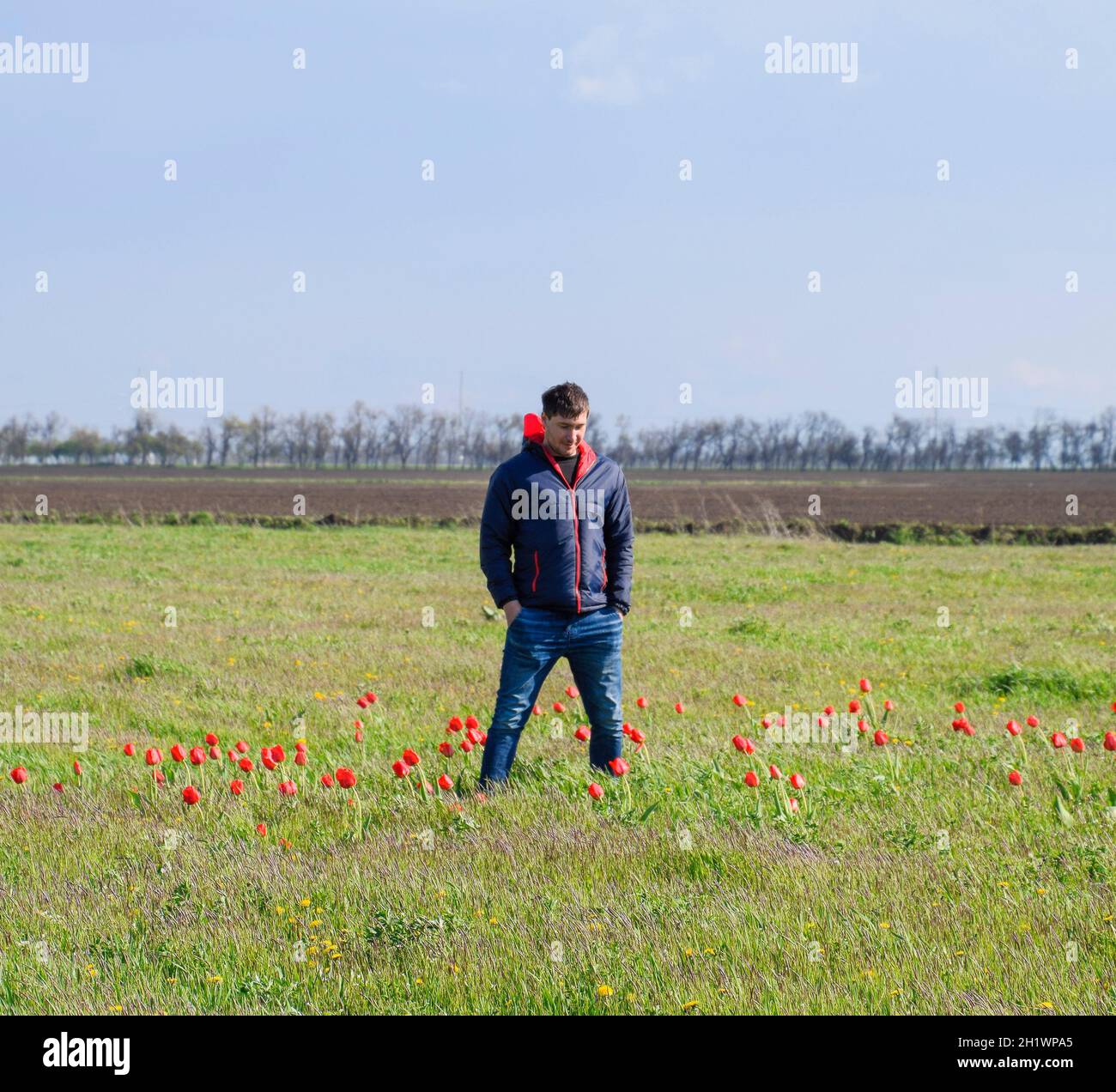 A man in a jacket on a field of tulips. Glade with tulips Stock Photo ...
