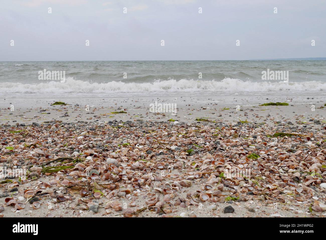 Slipper shells at Shell Point Beach, Buzzards Bay, Massachusetts, USA ...