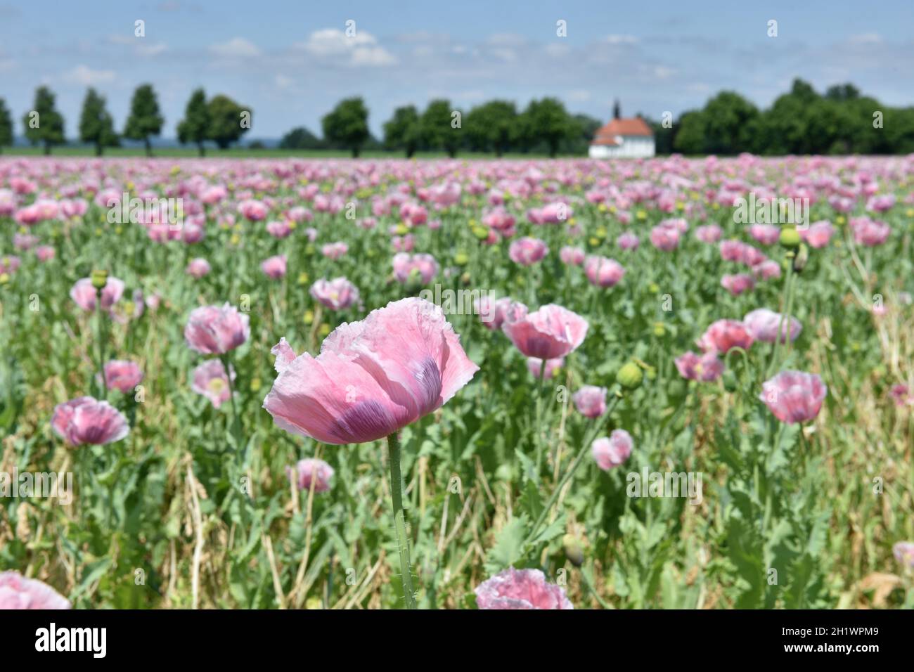 Ein Feld mit violetten Mohnblüten und der Dobl-Kapelle im Hintergrund ...