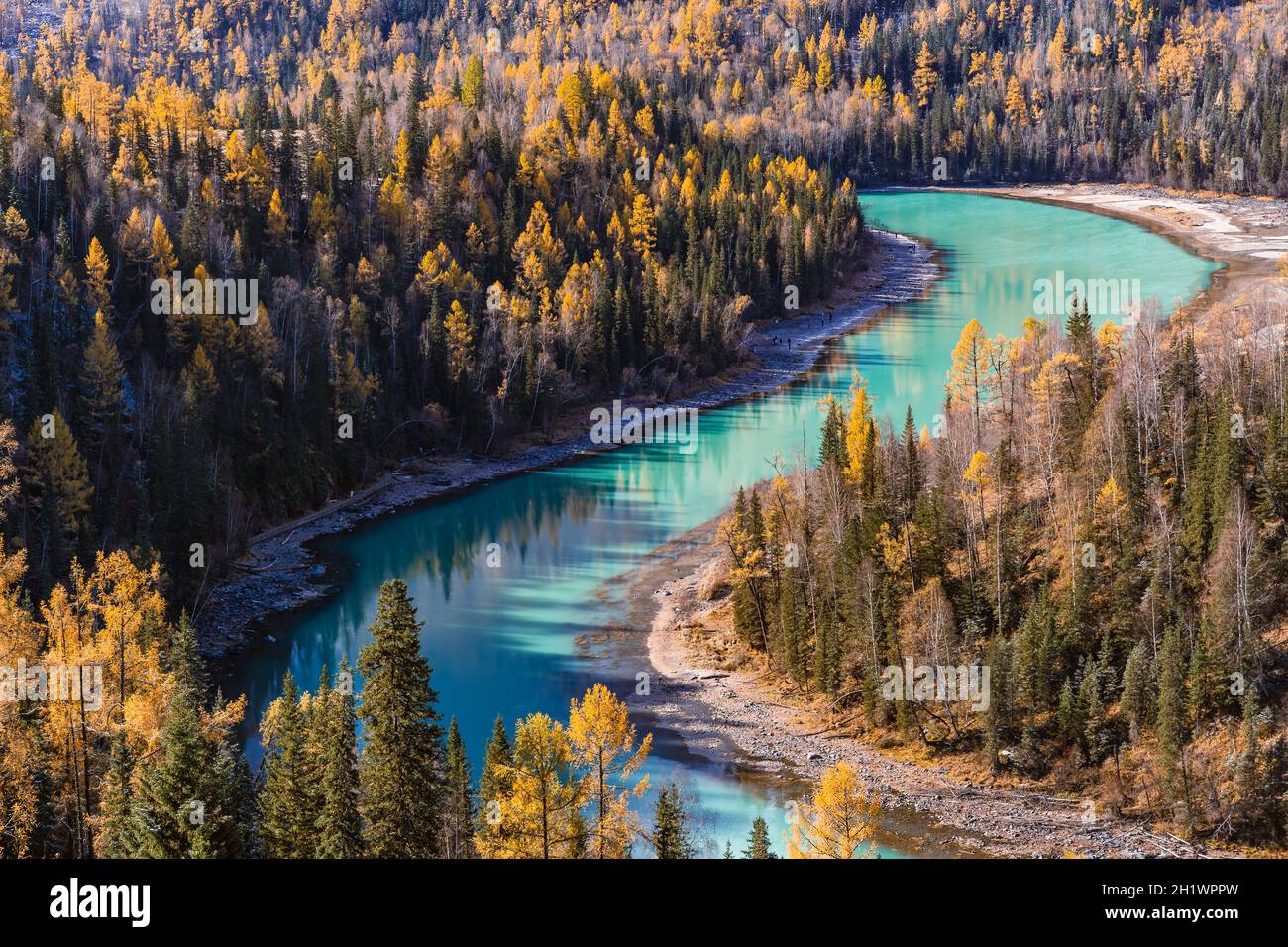 Autumn landscape of the river and forest in Kanas, Xinjiang province ...