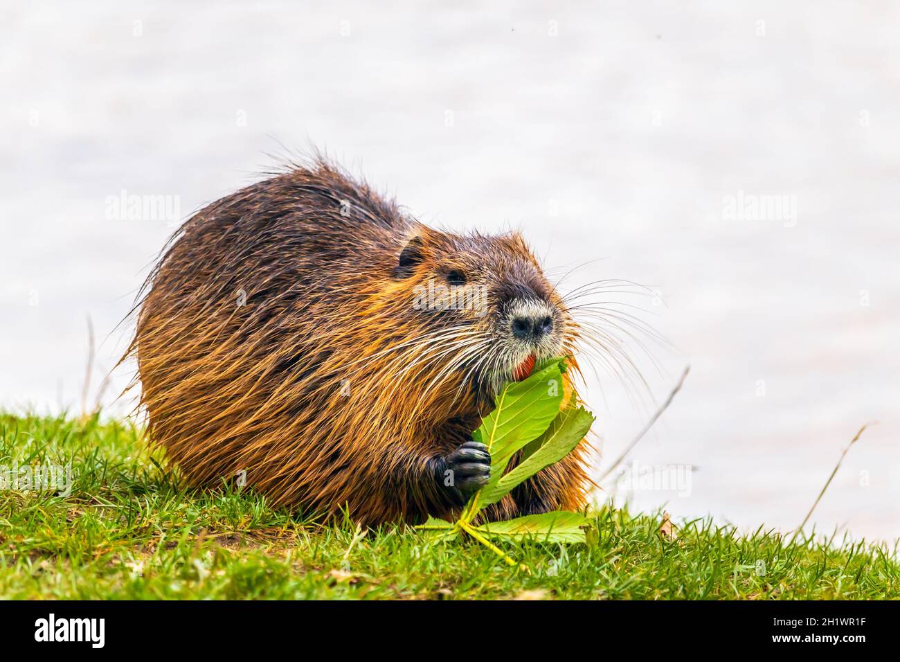Nutria Eating A Tree Leaf At The River Bank Water In The Background