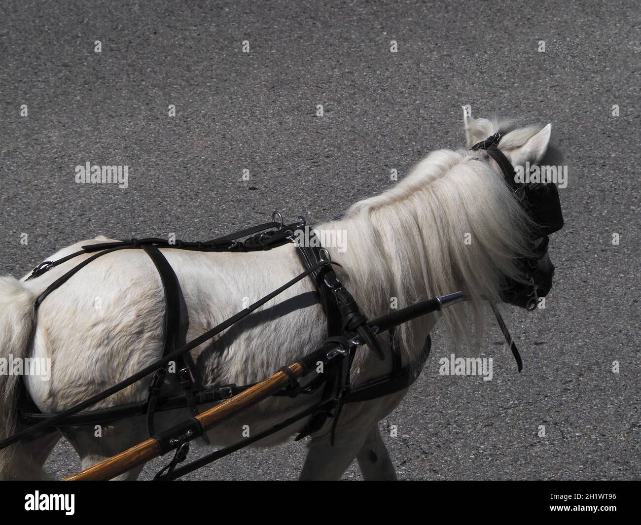 white pony horse (scientific name Equus ferus caballus Stock Photo - Alamy