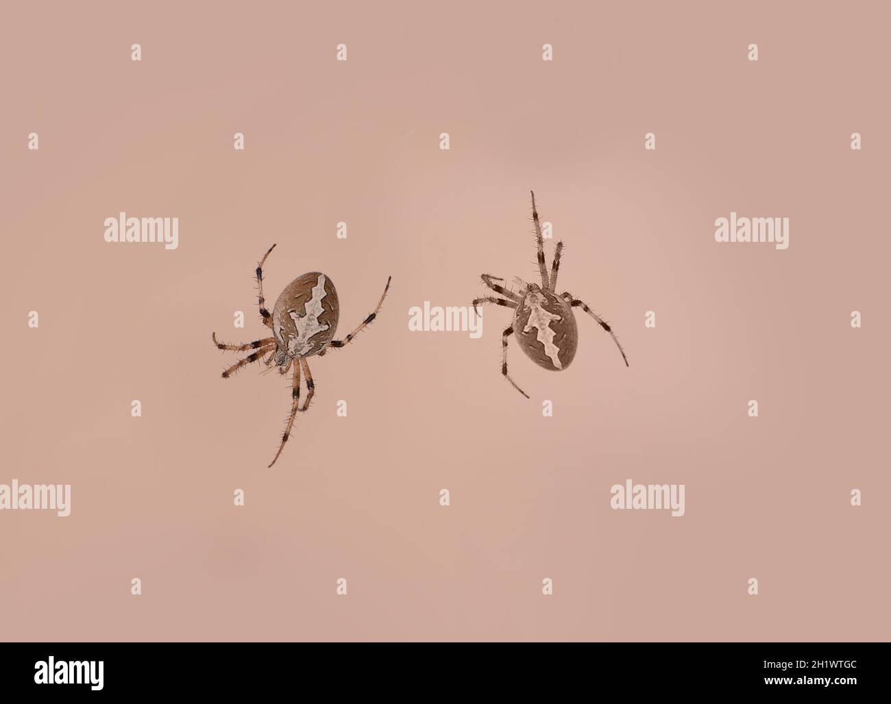 Two house spiders sitting on a wall Stock Photo - Alamy