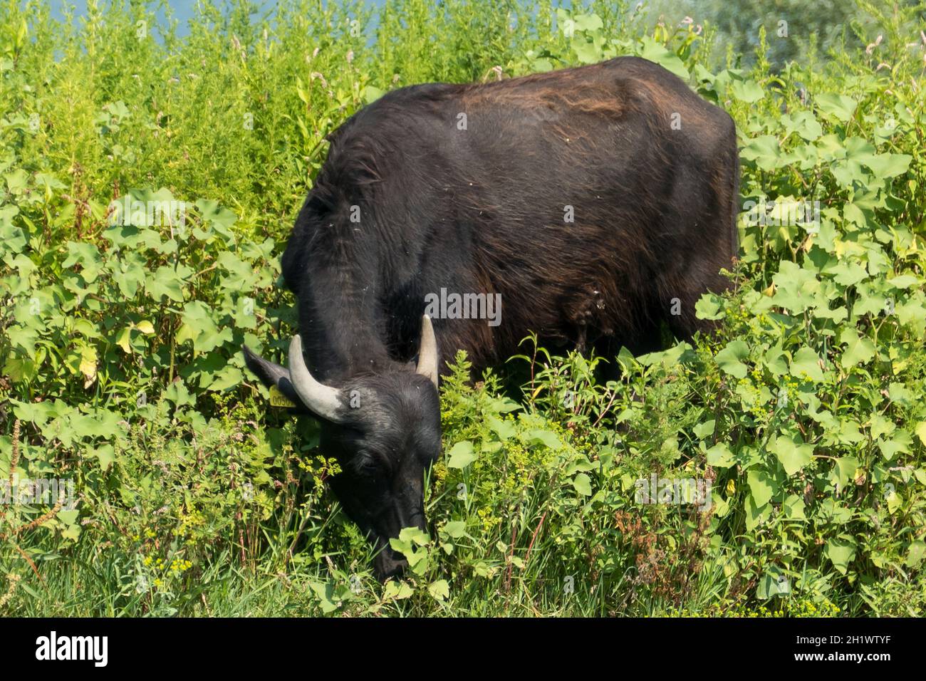 Lake Kerkini, Greece, July 13, 2021: The Levantine buffalo is a breed ...