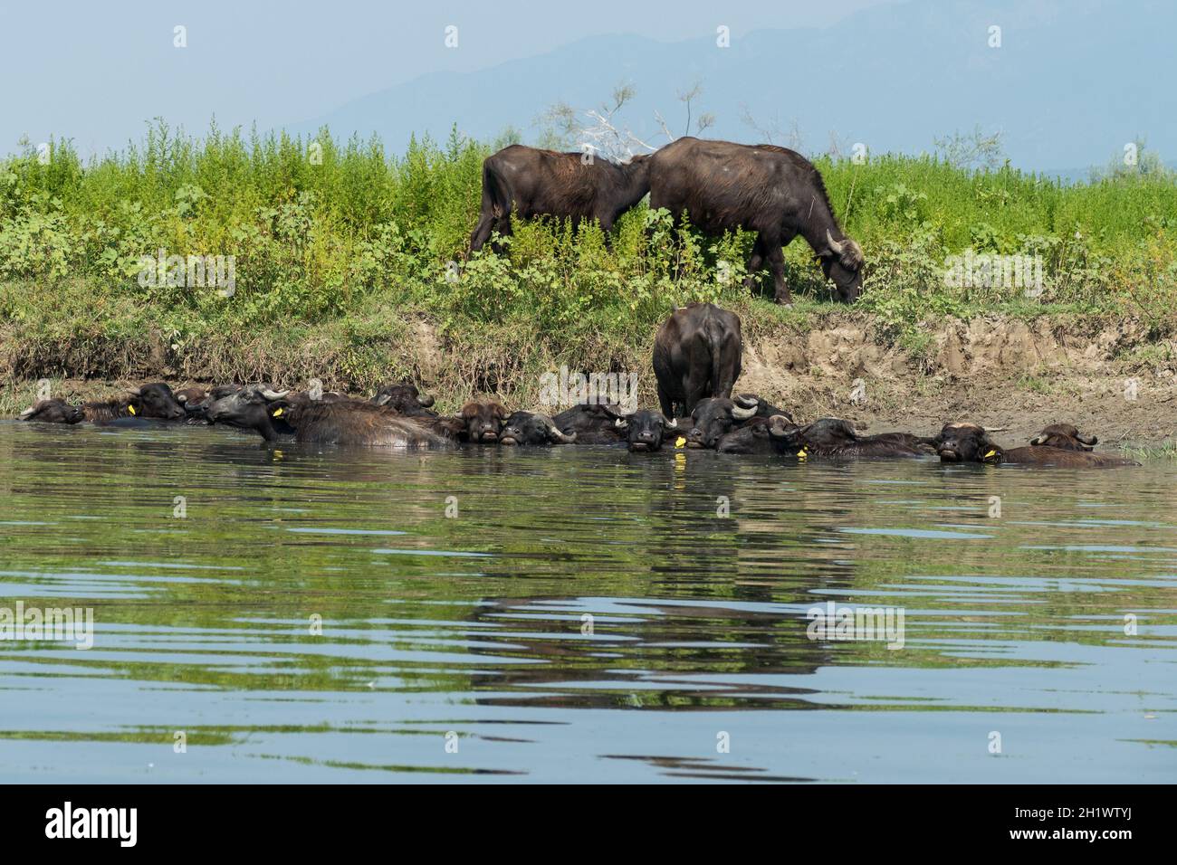 Lake Kerkini, Greece, July 13, 2021: The Levantine buffalo is a breed ...