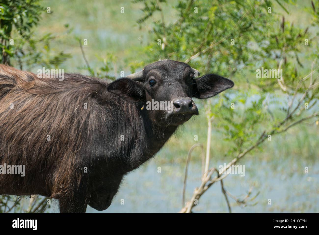Lake Kerkini, Greece, July 13, 2021: The Levantine buffalo is a breed ...