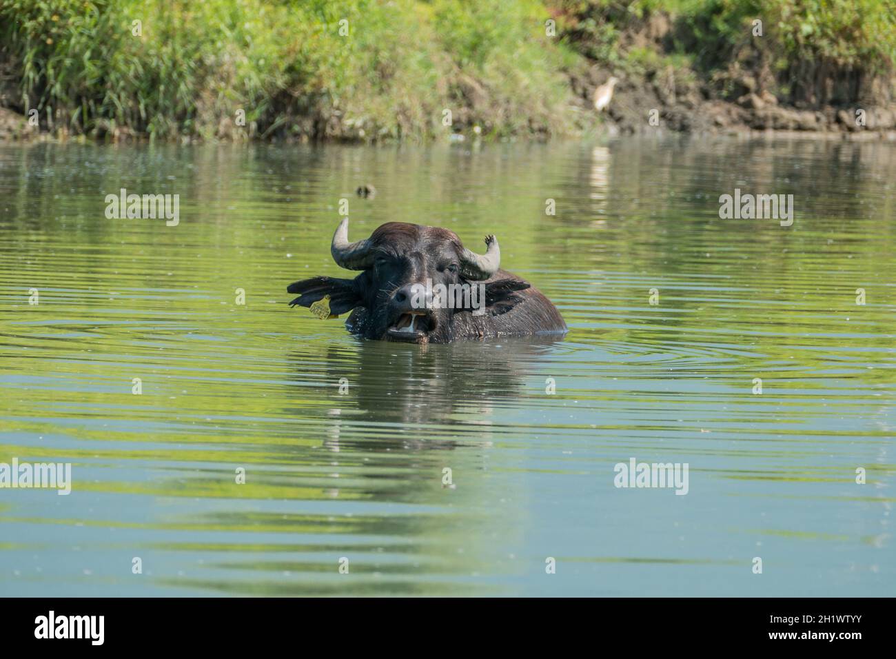 Lake Kerkini, Greece, July 13, 2021: The Levantine buffalo is a breed ...
