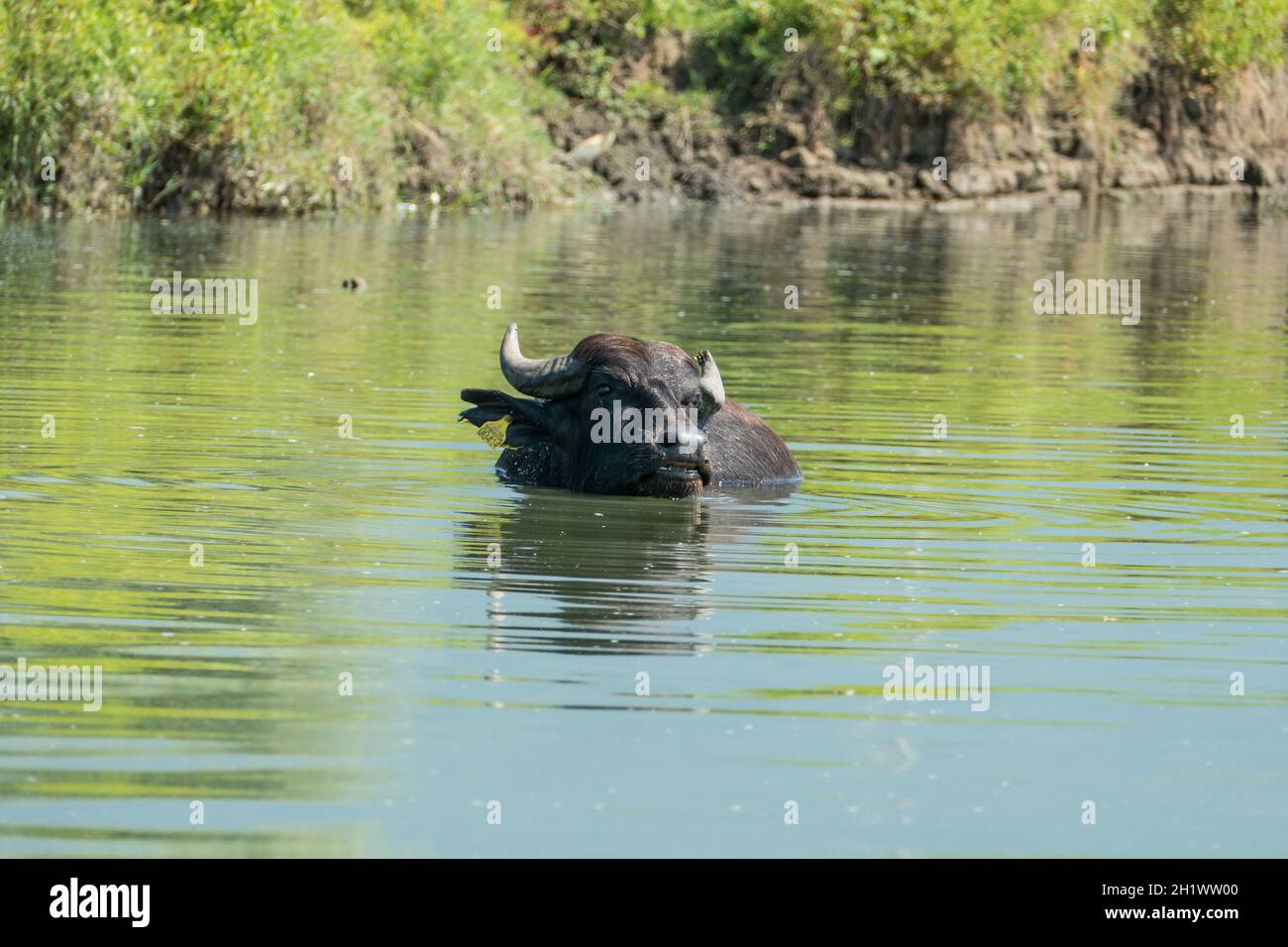 Lake Kerkini, Greece, July 13, 2021: The Levantine buffalo is a breed ...