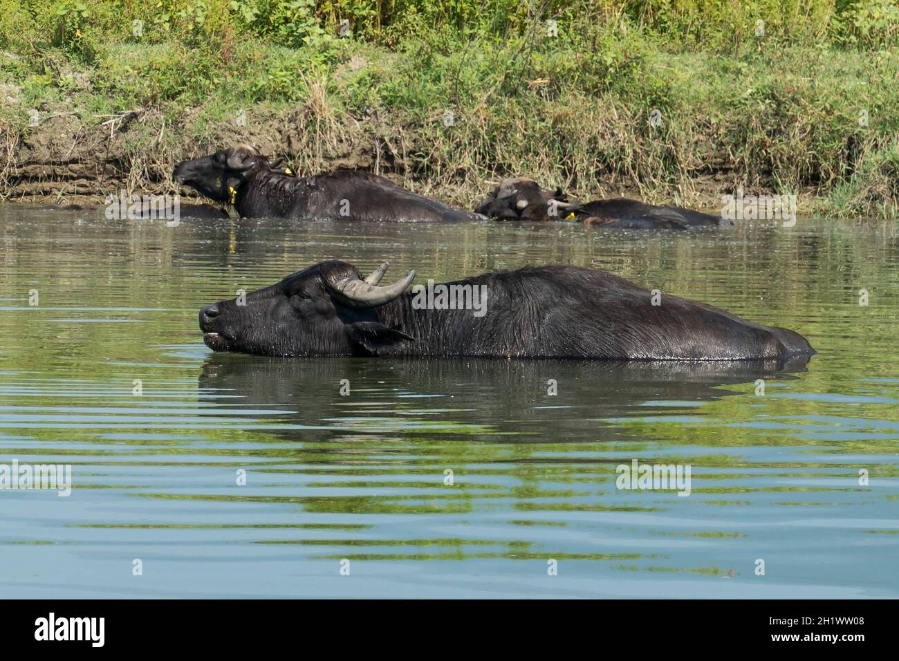 Lake Kerkini, Greece, July 13, 2021: The Levantine buffalo is a breed ...