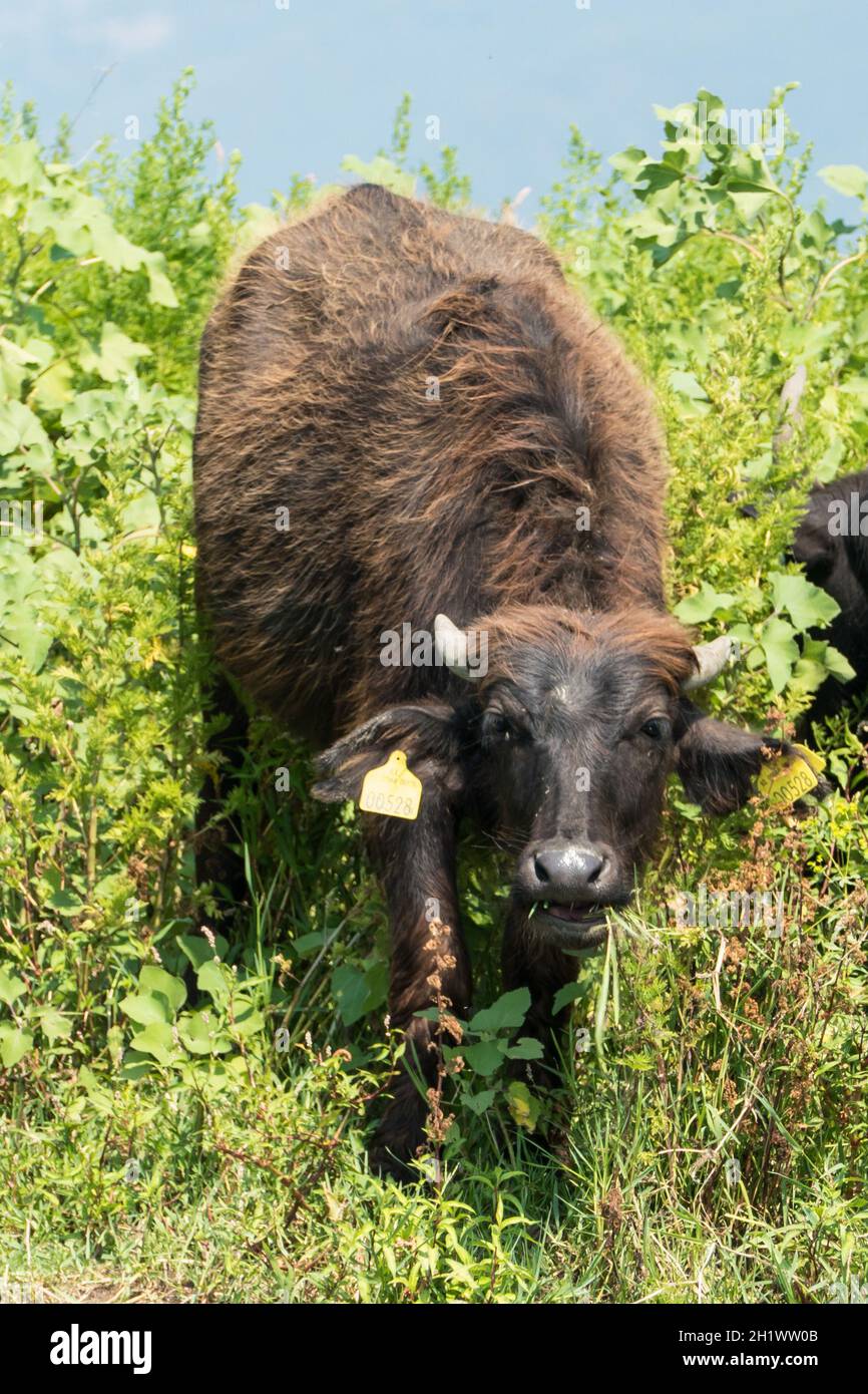Lake Kerkini, Greece, July 13, 2021: The Levantine buffalo is a breed ...