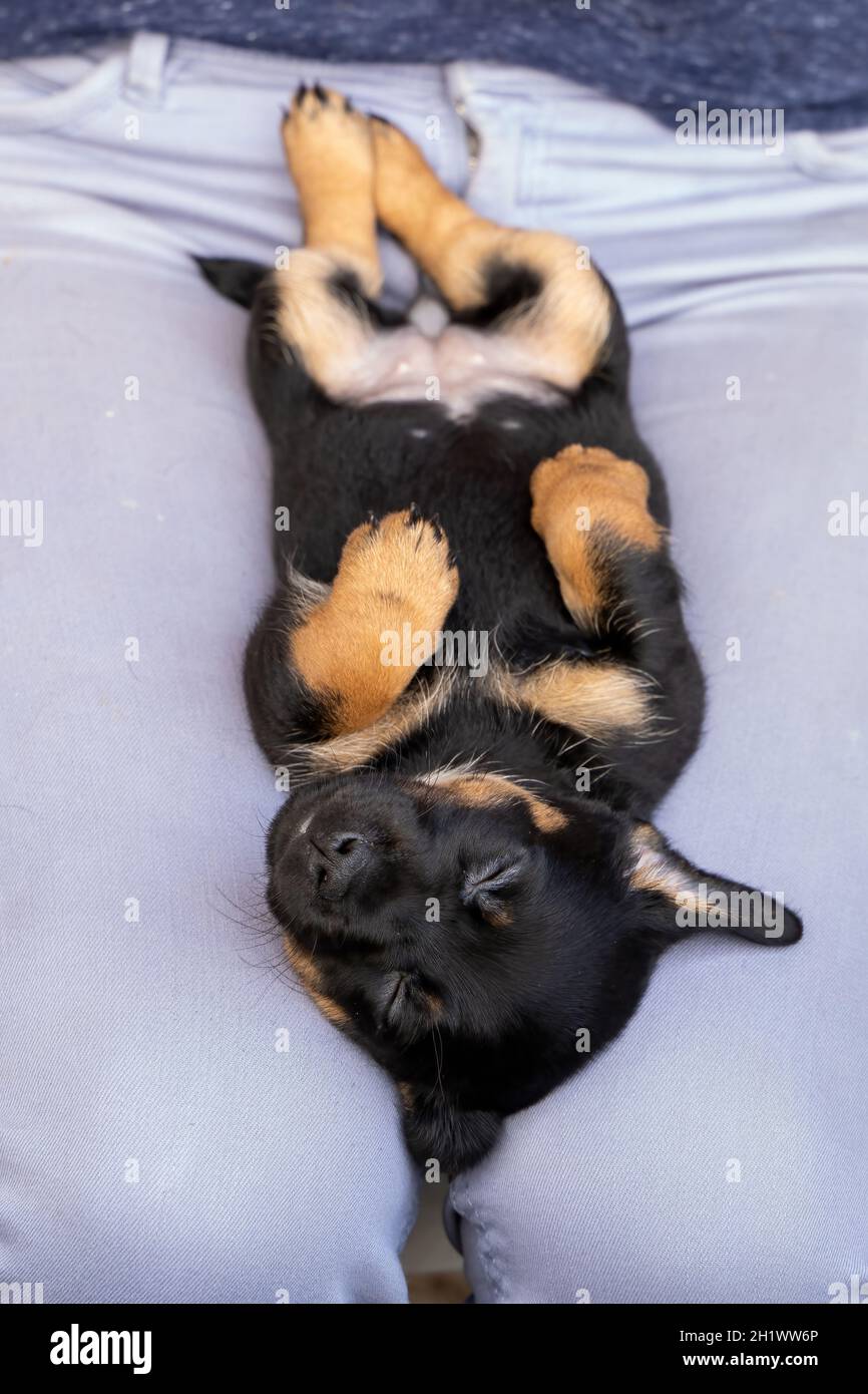 One month old brown brindle Jack Russell puppy lies relaxed on his back ...