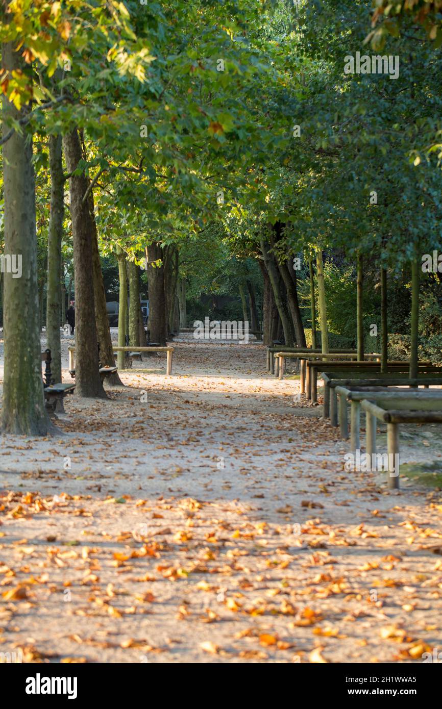Chestnut tree in paris france hi-res stock photography and images - Alamy