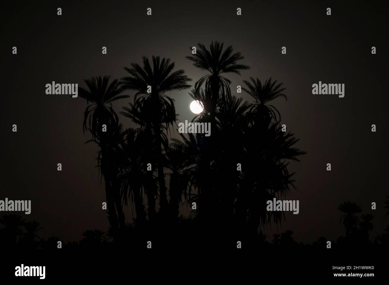 Full moon with palm trees in backlight in the Sahara, Morocco, Africa ...
