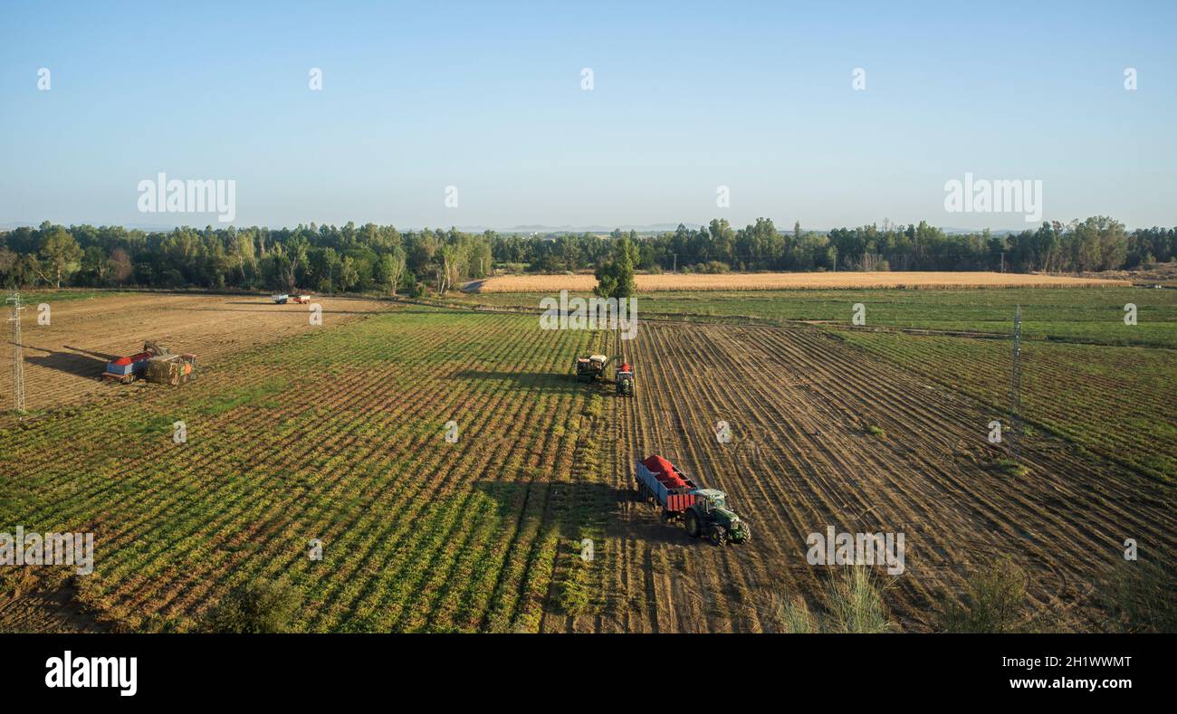 Tomato harvesting works aerial view. Tractor with full trailer Stock ...