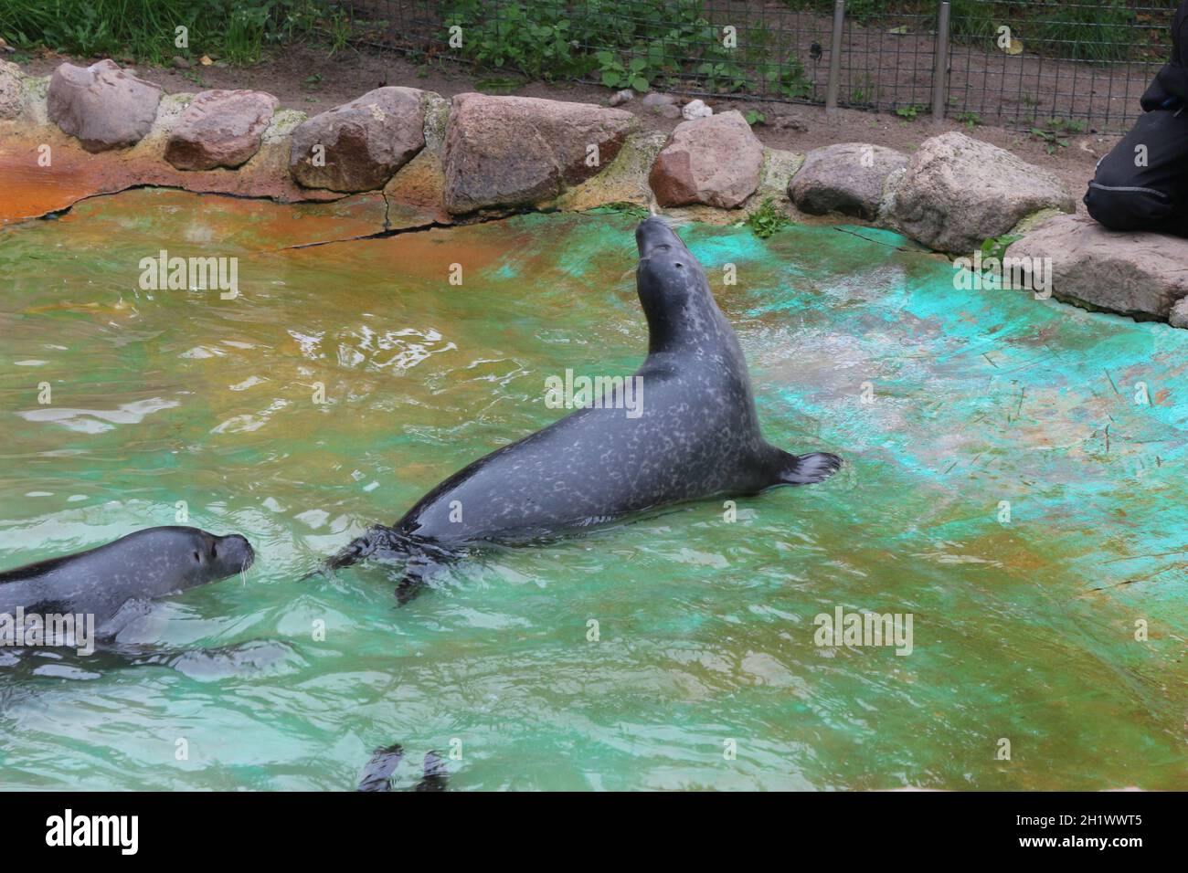 Robbe im wasser hi-res stock photography and images - Alamy