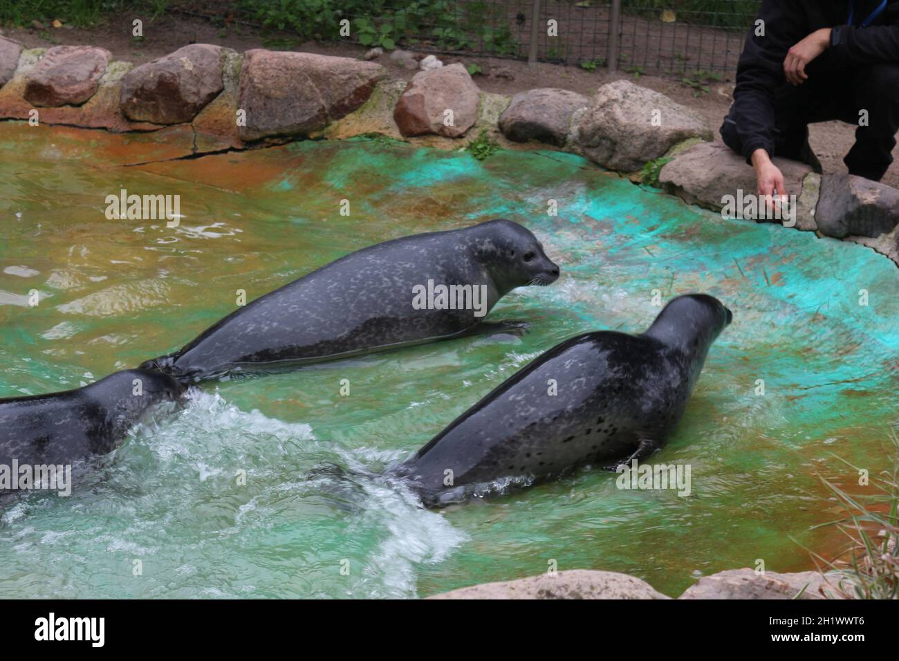 Robbe im wasser hi-res stock photography and images - Alamy