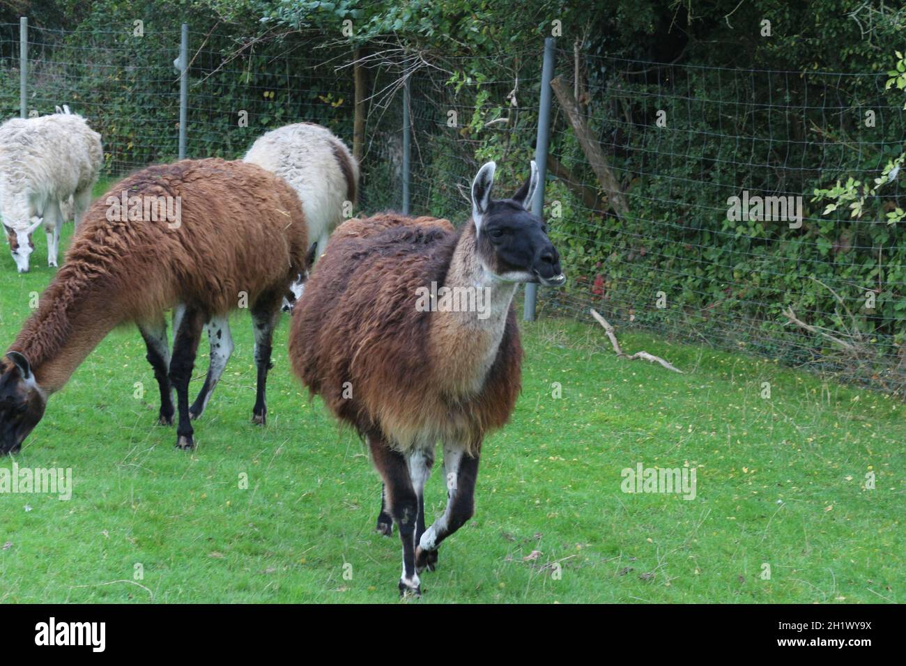 Runing lama hi-res stock photography and images - Alamy