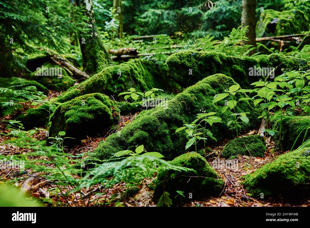 Forest landscape with stones covered green moss. Beautiful nature ...