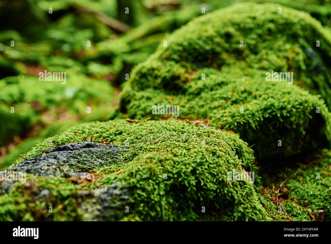 Forest landscape with stones covered green moss. Beautiful nature ...