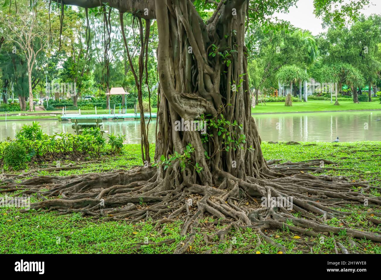 The roots of large trees on a nature background Stock Photo - Alamy