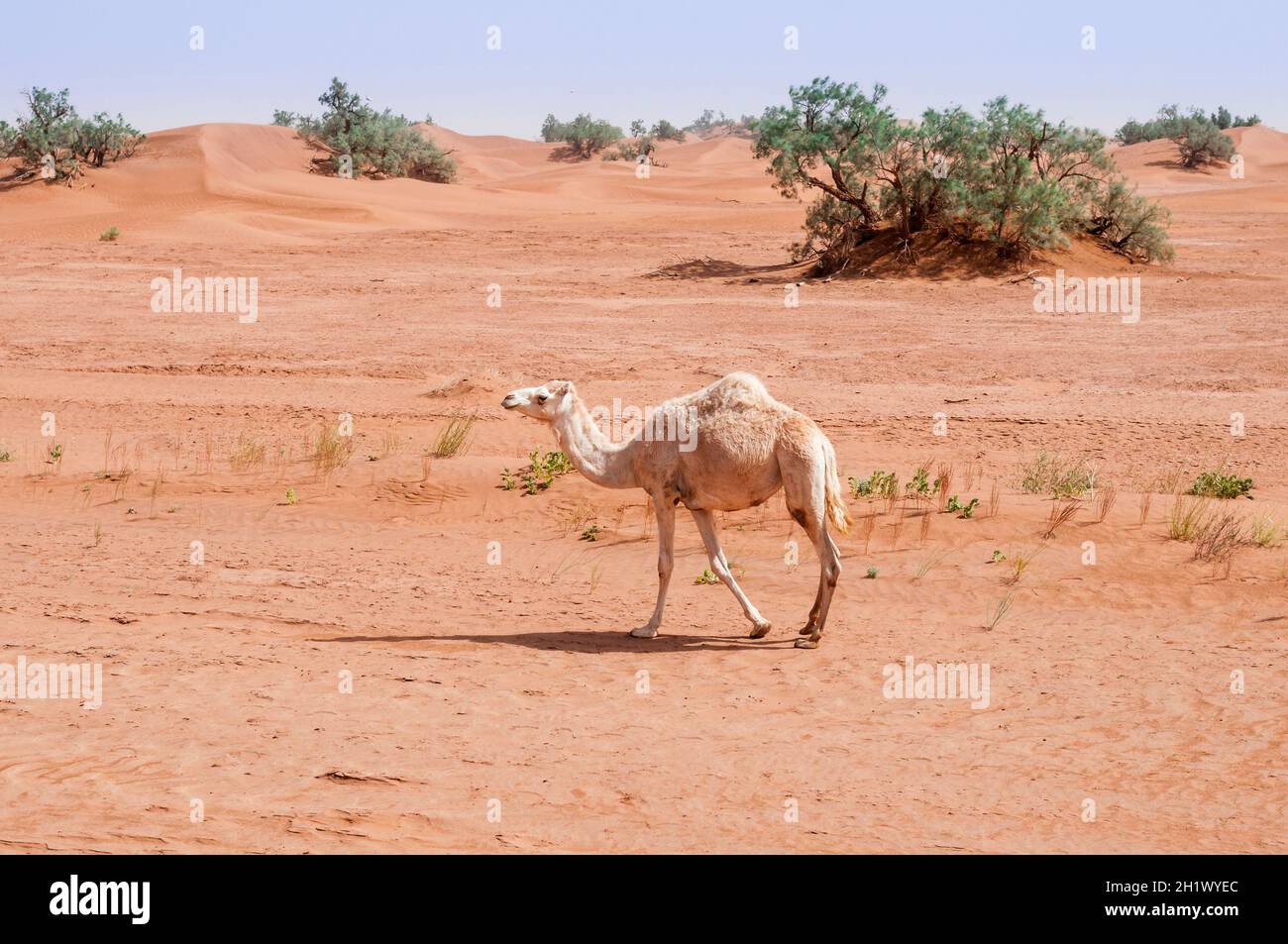 White camel, Camelus dromedarius, in the Sahara, Morocco, Africa Stock ...