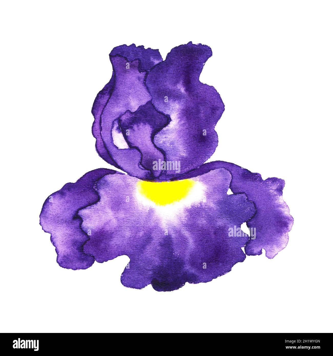 Beautiful stylized iris flower, watercolor on white background Stock ...