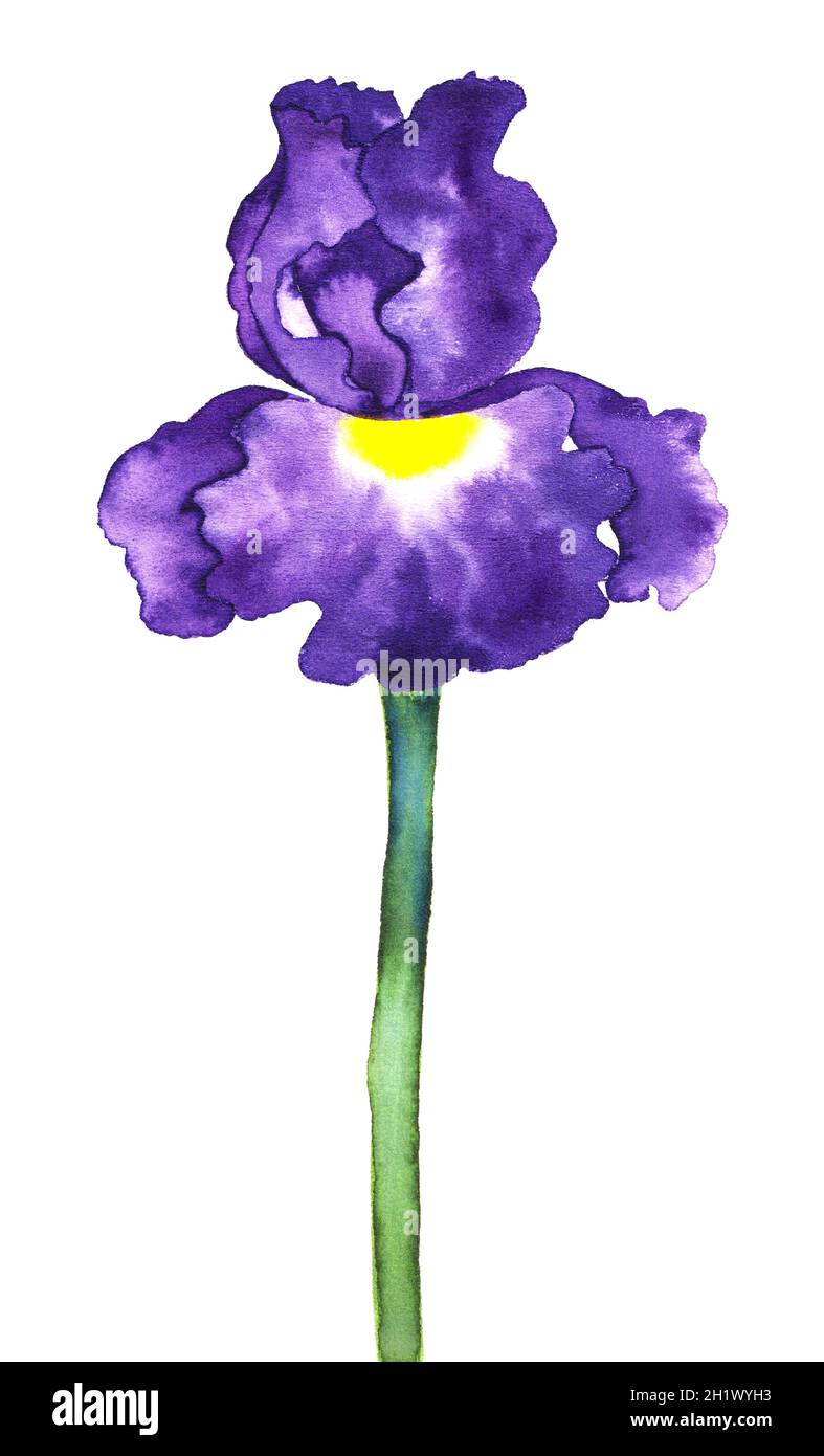 Beautiful stylized iris flower, watercolor on white background Stock ...
