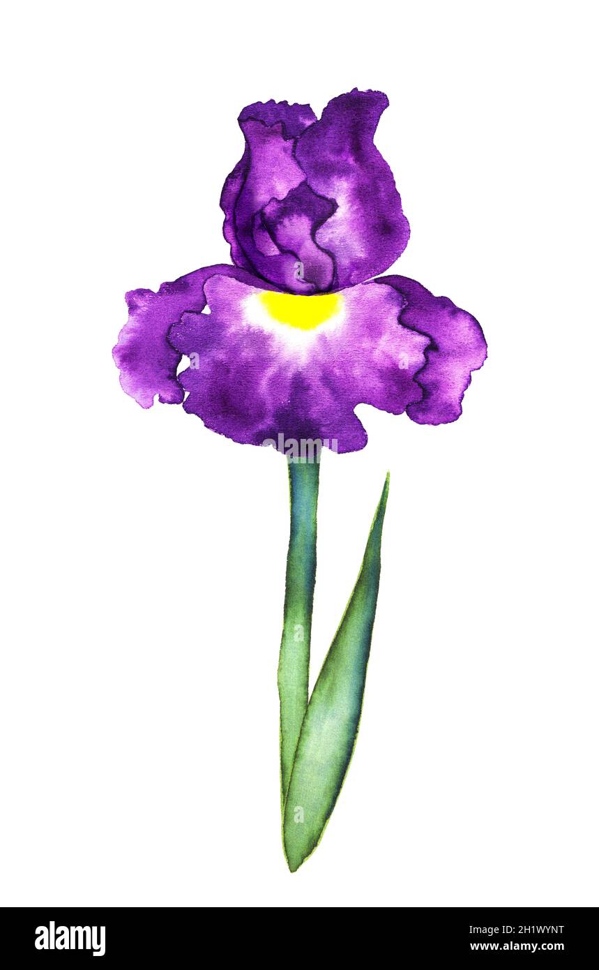 Beautiful stylized iris flower, watercolor on white background Stock ...