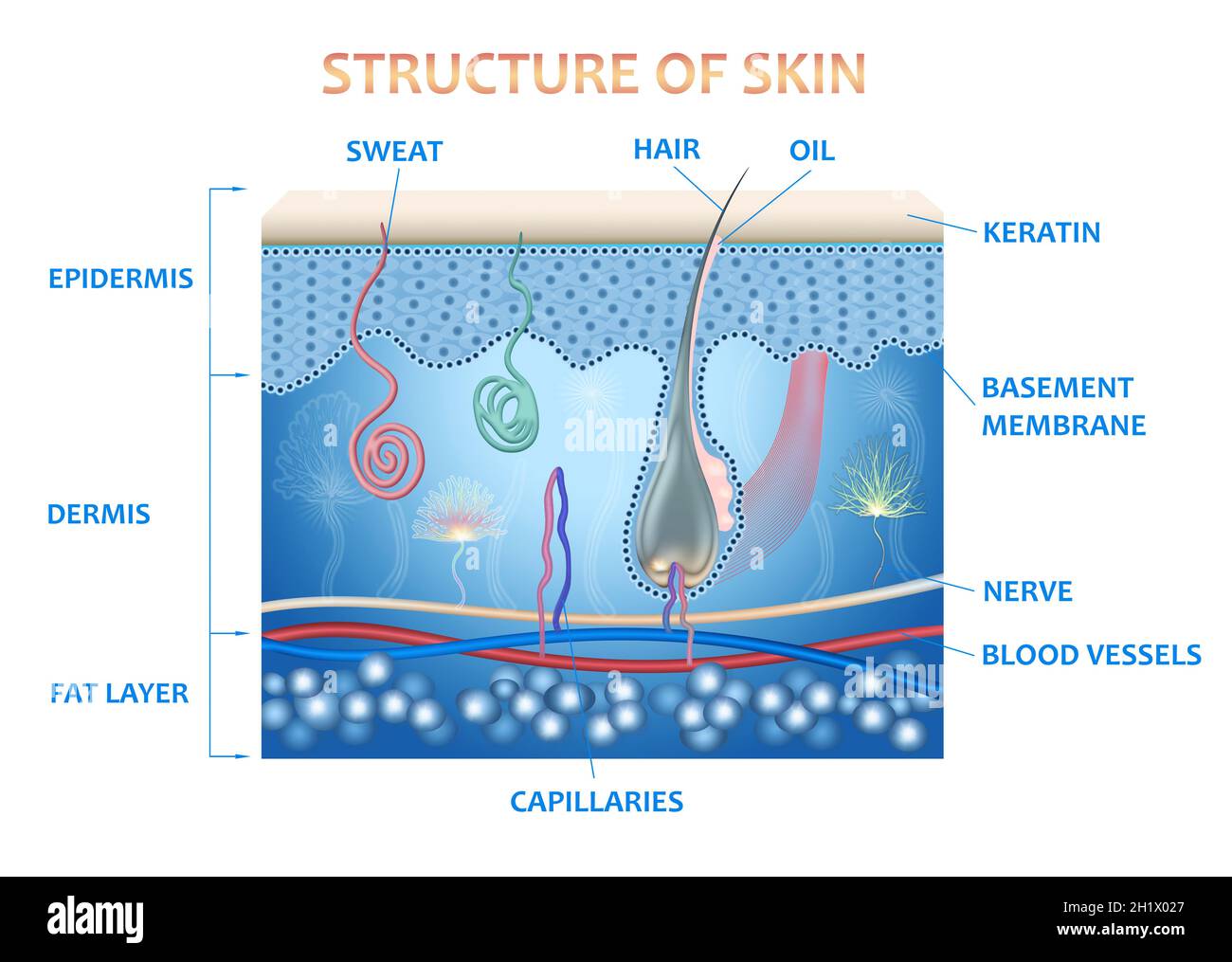 Anatomy of the skin and the layers and elements that compose it ...