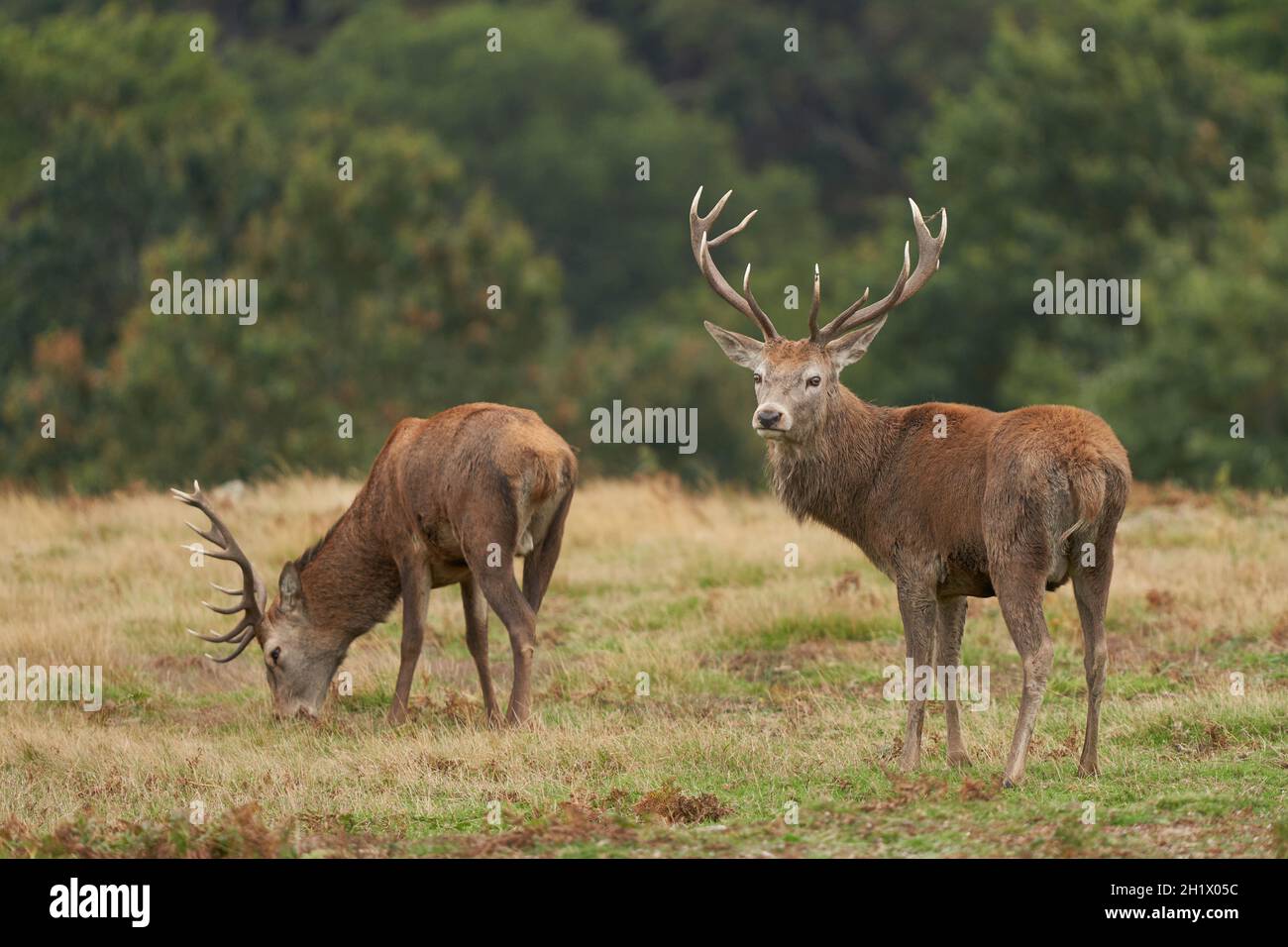 Red Deer stag (Cervus elaphus) on the periphery of a breeding group ...