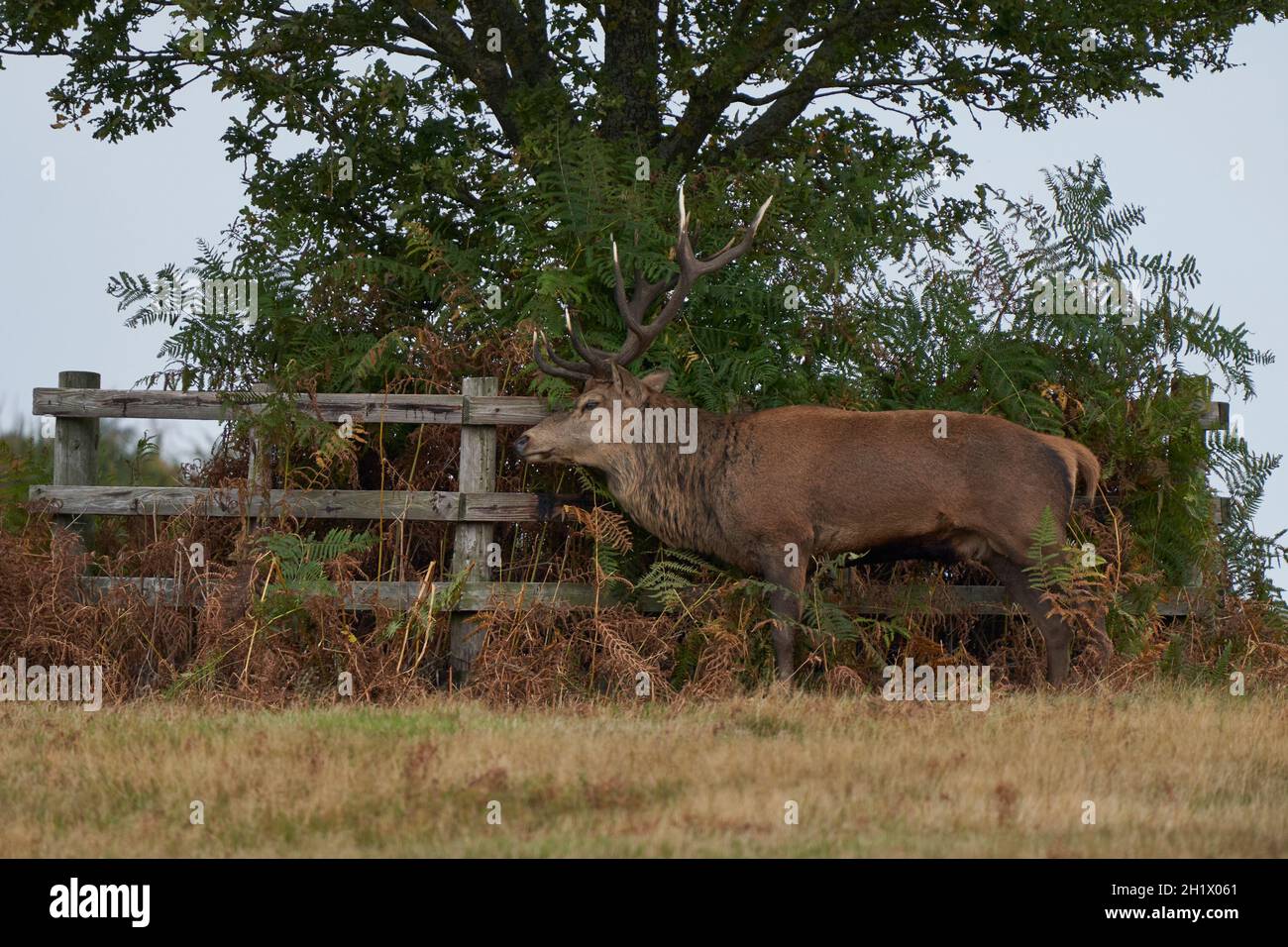 Scent marking a tree hi-res stock photography and images - Alamy