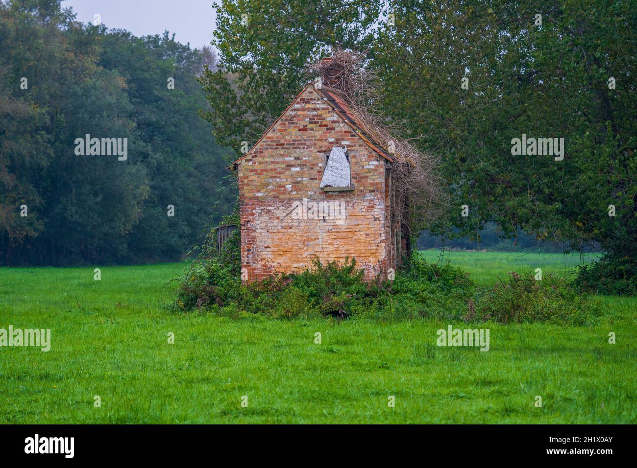 old derelict farm building barn covered in decayed and dried vegetation ...