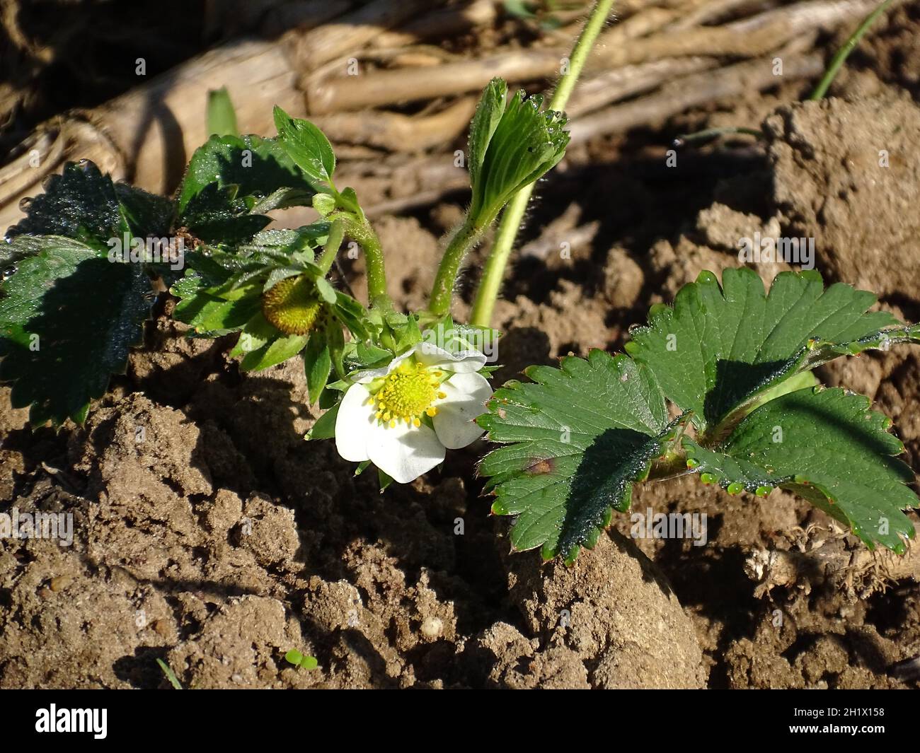 a young strawberry (fragaria) plant with the first flowers, in the ...