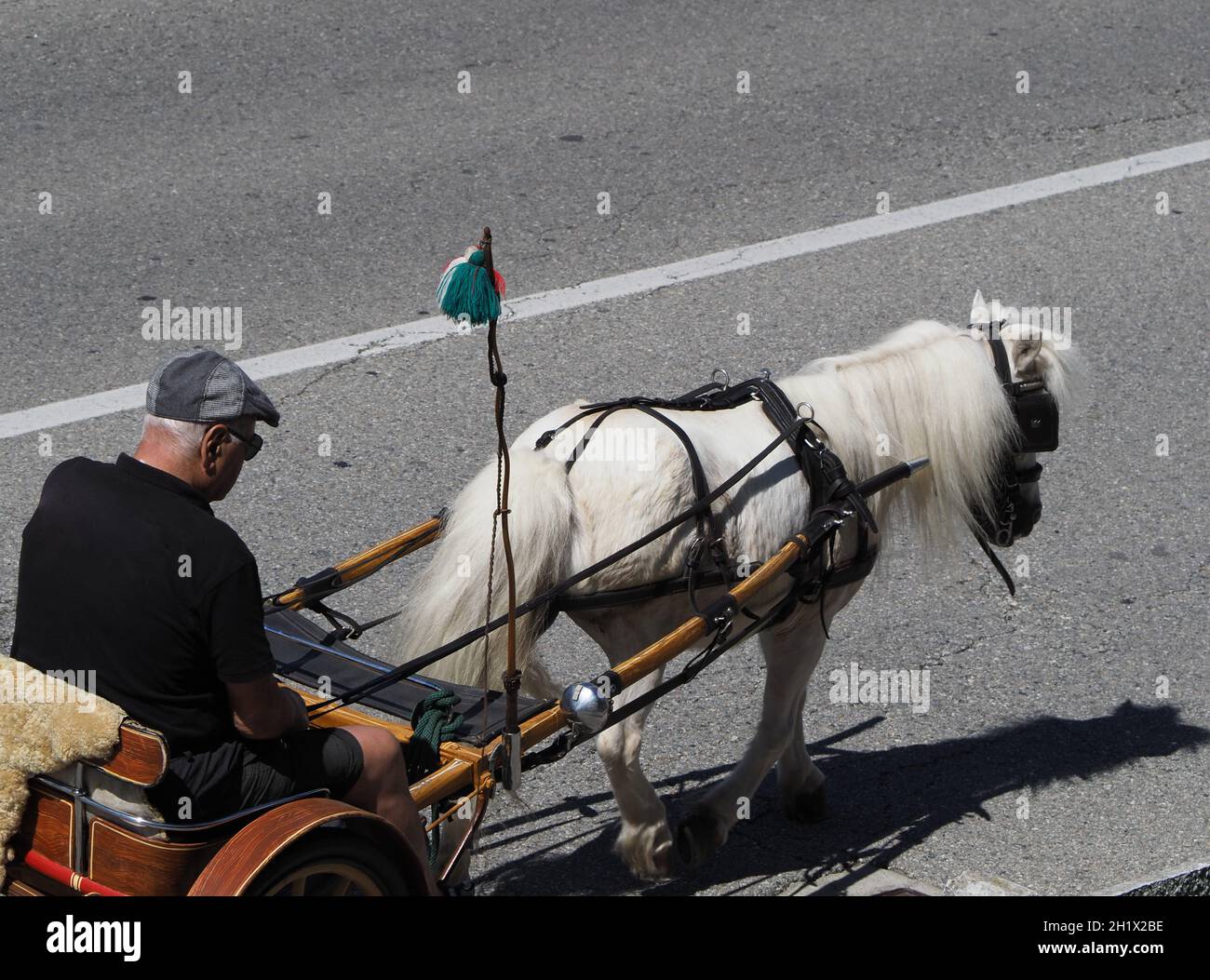TURIN, ITALY - CIRCA JULY 2021: man driving white pony horse with two ...