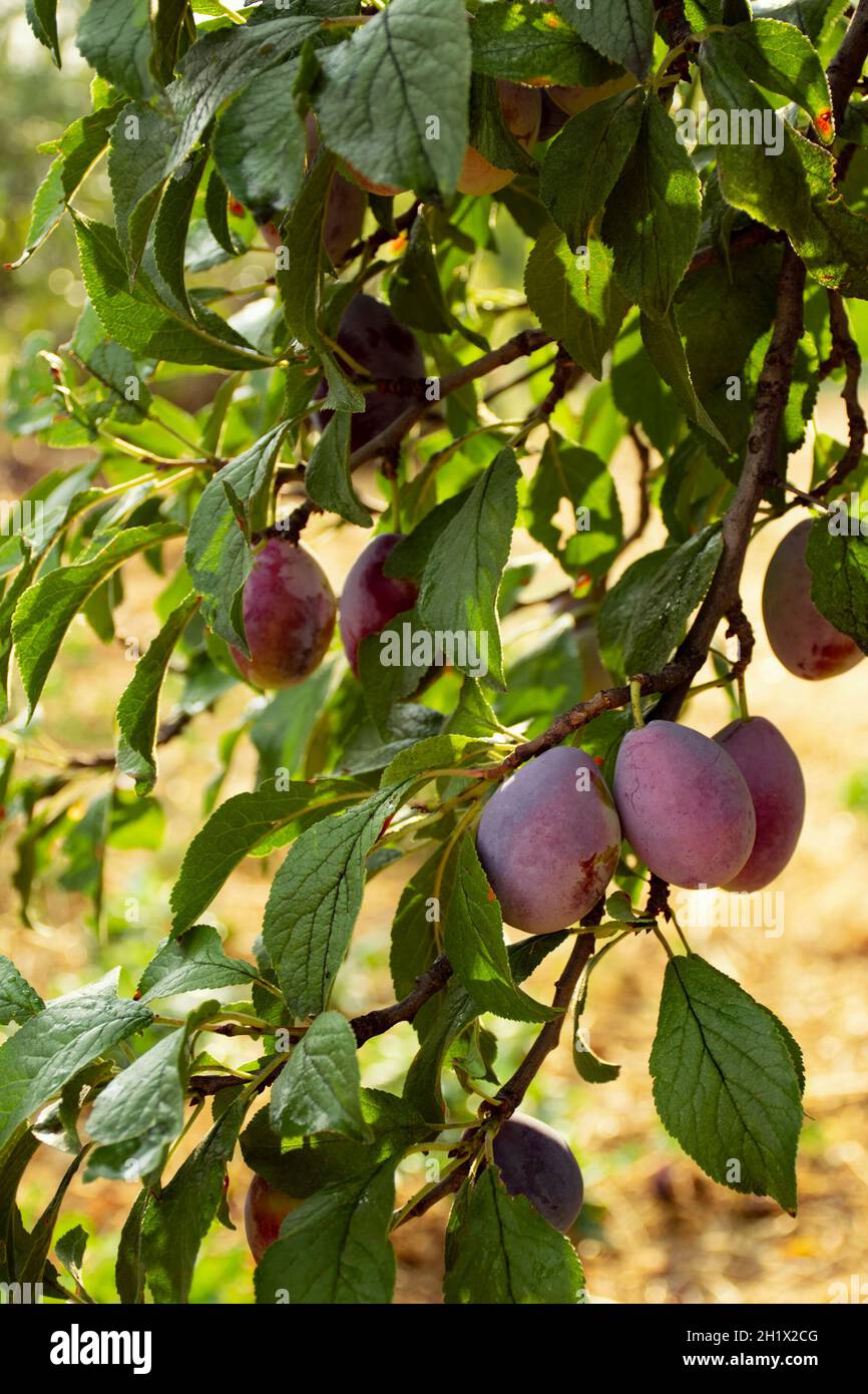 Agro tourism hi-res stock photography and images - Alamy