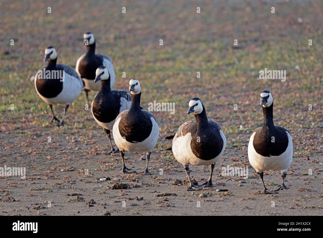 Barnacle Geese at RSPB Minsmere Reserve Suffolk Stock Photo - Alamy