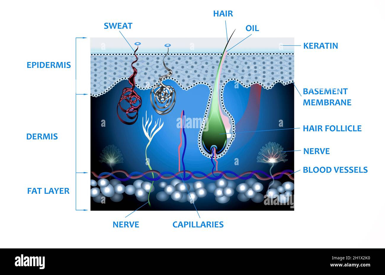 Anatomy of the skin and the layers and elements that compose it ...