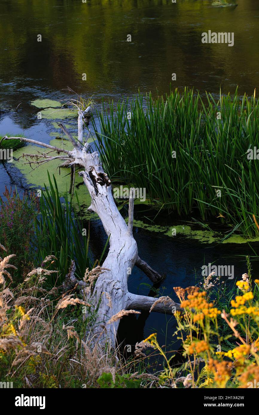 Withered fallen tree in the river Stock Photo - Alamy