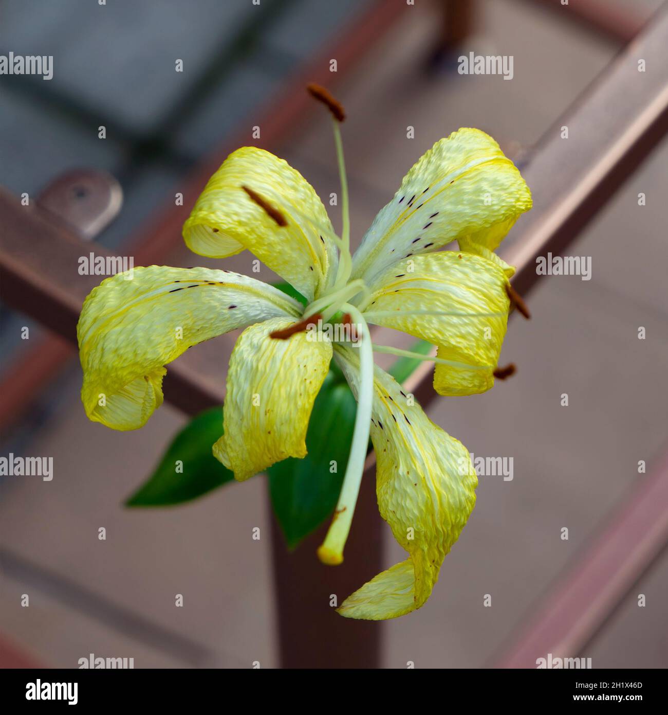 Wilted lily hi-res stock photography and images - Alamy