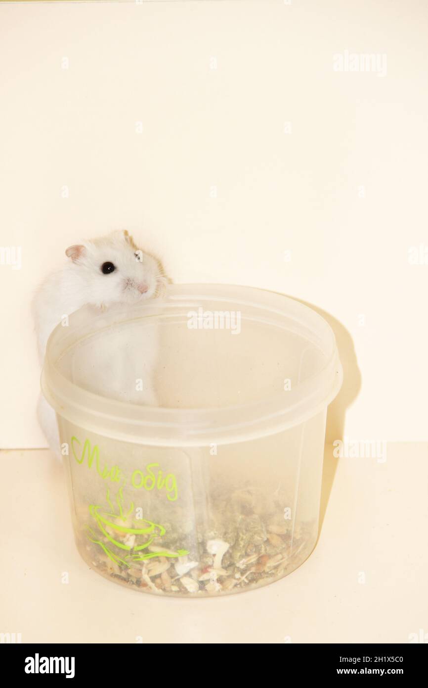 Close up hamster hi-res stock photography and images - Alamy