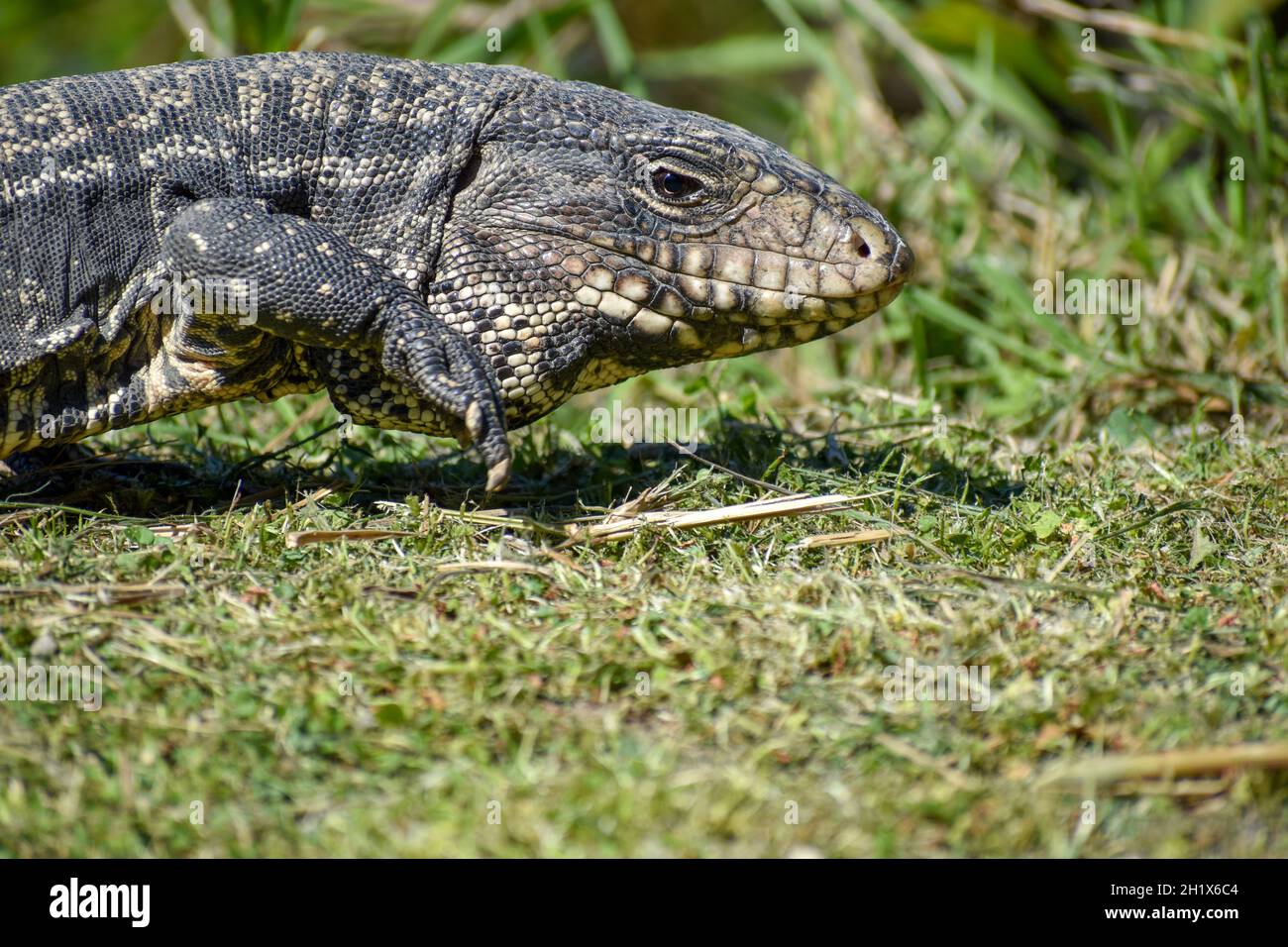 Giant tegu hi-res stock photography and images - Alamy