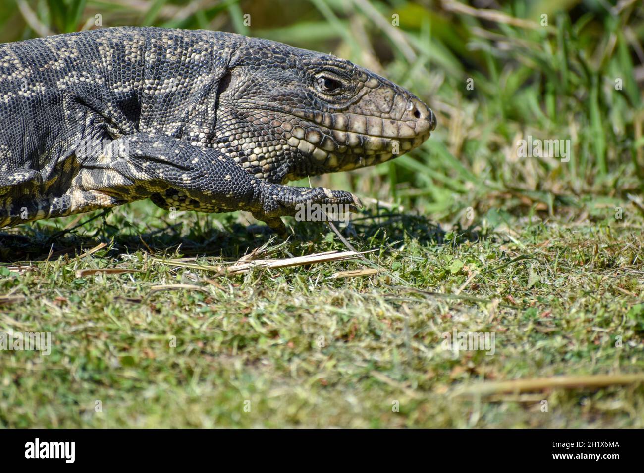 Giant tegu hi-res stock photography and images - Alamy
