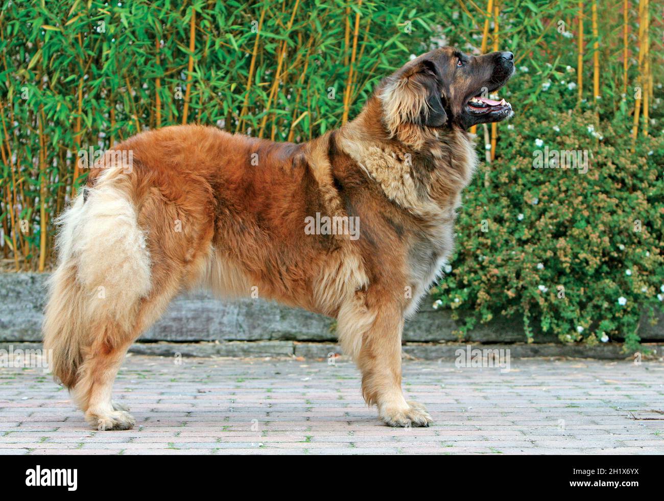 Leonberg domestic hi-res stock photography and images - Alamy