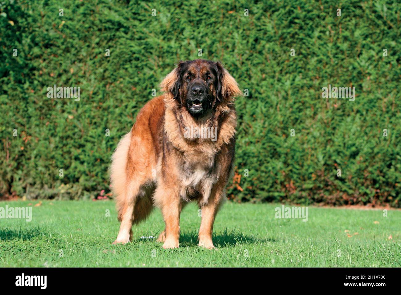 Leonberg domestic hi-res stock photography and images - Alamy