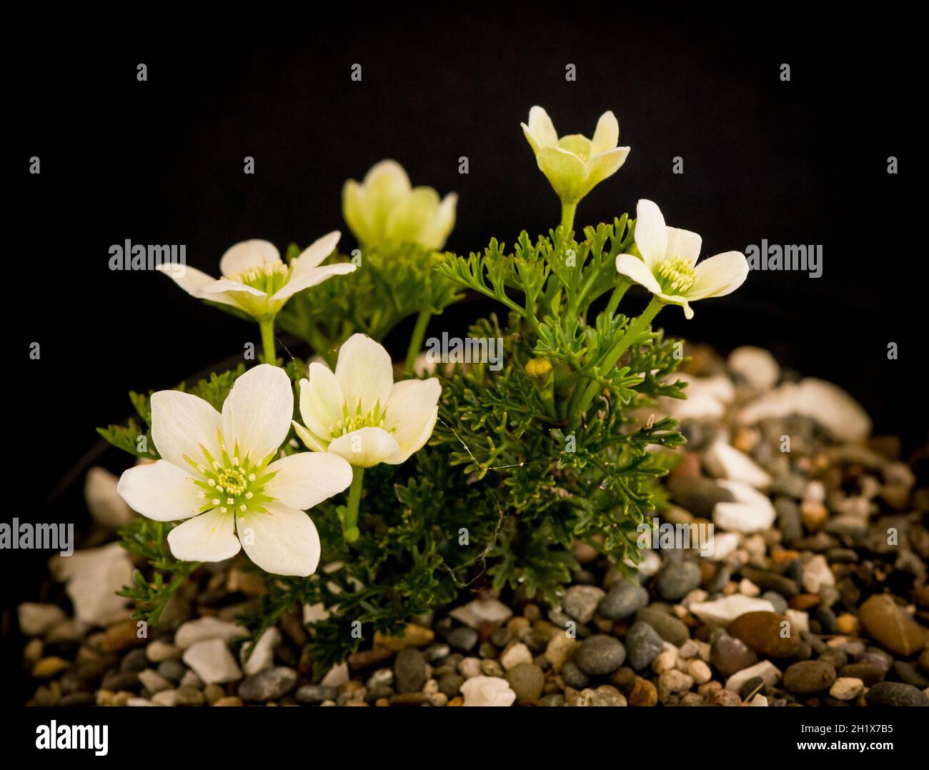 White flowers of the smallest clematis - alpine Clematis marmoraria, or ...